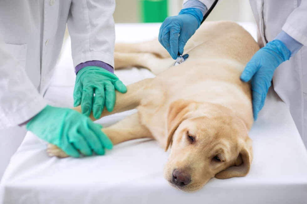 Sick Pet Veterinary Care In Georgetown, TX | Guardian Paws Animal Hospital