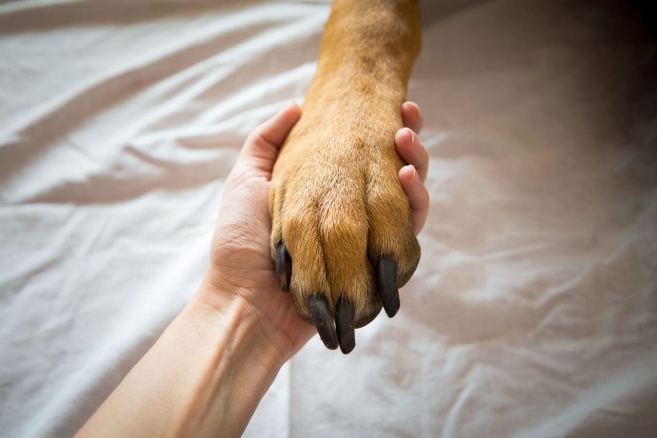 Euthanasia Consent Form | Guardian Paws Animal Hospital